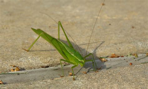 What Insects Make Noise At Night And Which Are In Your House