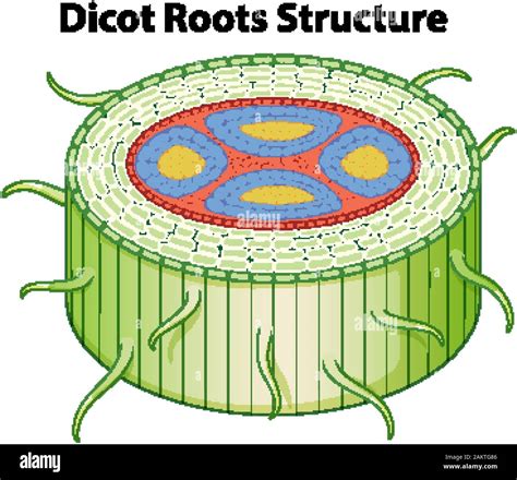 Dicot Stock Photos Dicot Stock Images Alamy