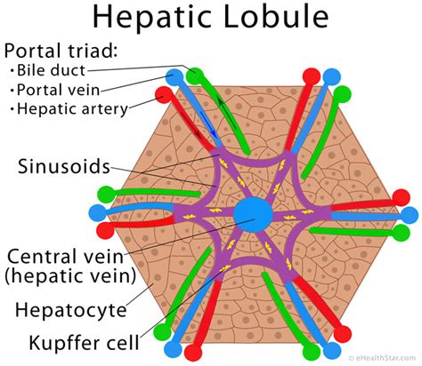 Liver Anatomy Location And Function Ehealthstar