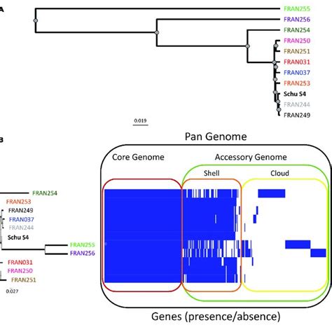 Genomic Diversity And Pan Genome Analysis Of The Selected F