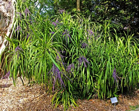 Cordyline Stricta