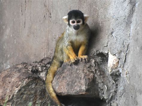 Saimiri Boliviensis Peruviensis Peruvian Squirrel Monkey In Zoologico