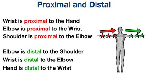 Proximal Vs Distal Explanation Relative To Arm Joints Anatomical