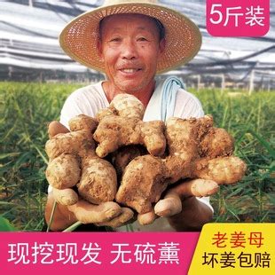 【现货】山东安丘大姜5斤生姜新鲜黄姜老姜母低价包邮风干小姜块 阿里巴巴