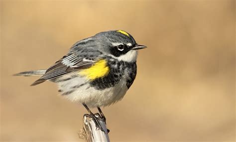 Yellow Bellied Warbler