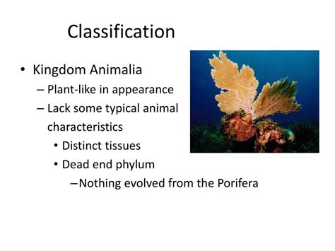 Sponge Classification Types At Casey Hall Blog
