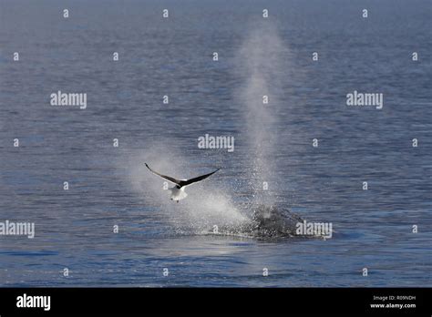 Whale spraying water hi-res stock photography and images - Alamy