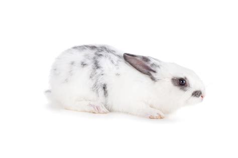 Small Rabbit Premium Photo