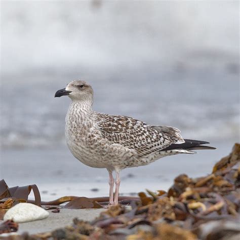 Mantelmöwe Larus Marinus