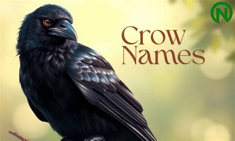 Crow Names 2026 520 Gothic Cool And Cute Ideas