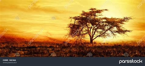 شبح درخت بزرگ آفریقایی بر فراز غروب خورشید تک درخت در مزرعه تصویر پانوراما زیبا از طبیعت در