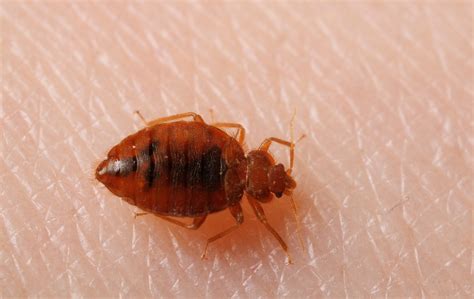 Do Bed Bugs Cause Blisters