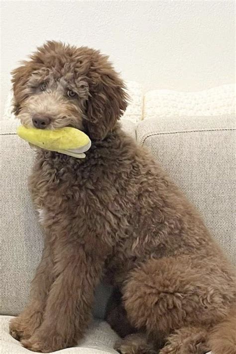 Chocolate Goldendoodle Guide Breeders Price Names And More