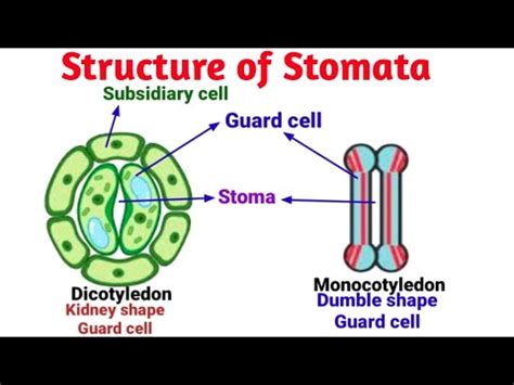 Structure Of Stomata Stomatal Apparatus Guard Cells Pravin