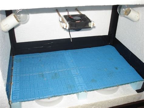 yet another cheap diy incubator backyard chickens learn how to