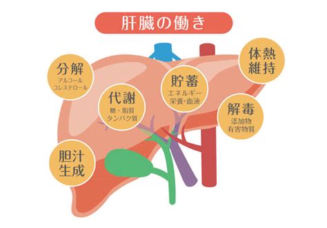 胆石症とは？食後にみぞおち周辺の痛みの原因、症状、検査、治療をご紹介 セゾンのくらし大研究