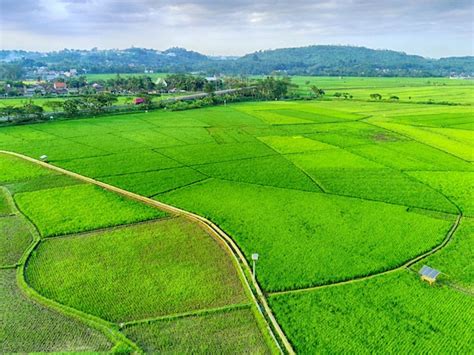 Premium Photo Aerial View Of Paddy Fields With Winding Road In