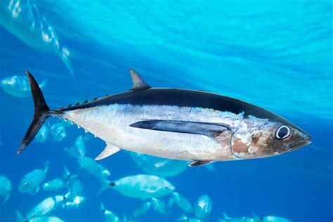 Blackfin Tuna Diet Habitat Behavior And Conservation