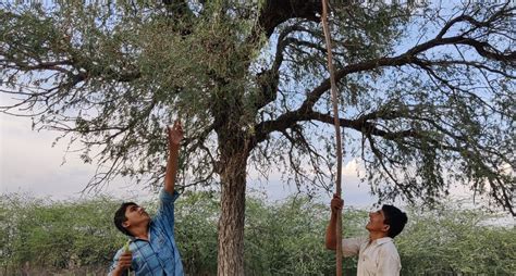 Khejri The Wonder Tree Of Thar Desert