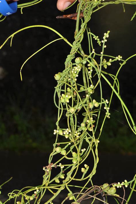 Cassytha Filiformis Lauraceae