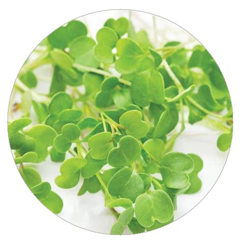Arugula Microgreens Akinad Farms