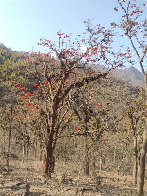Área De Conservación Regional Bosques Secos Salitral Huarmaca Bloque Sur Descubre Este Lugar