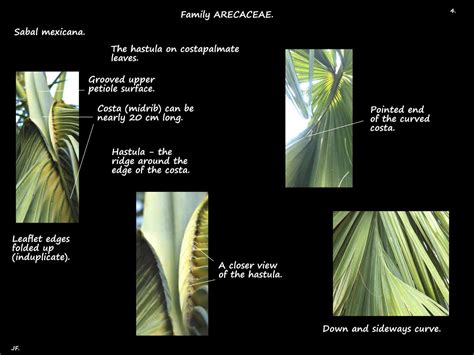 Sabal Mexicana Botany Brisbane