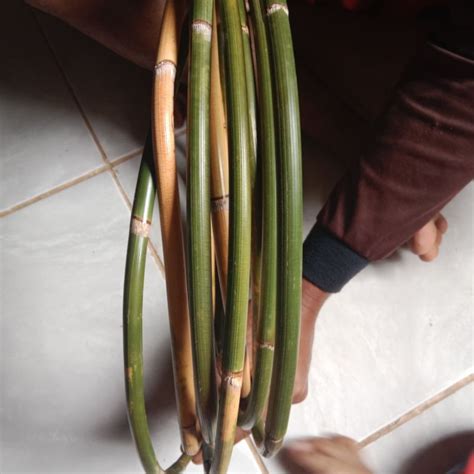 Jual Rotan Cacing Bahan Kerajinan Masih Basahbaru Ngambil Barang
