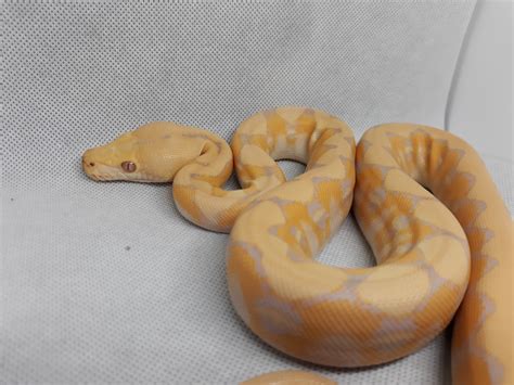 Lavender Platinum Reticulated Python By Alareptiles Morphmarket