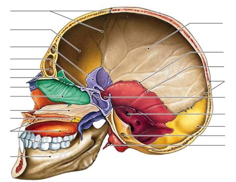 Sagittal View Of Skull