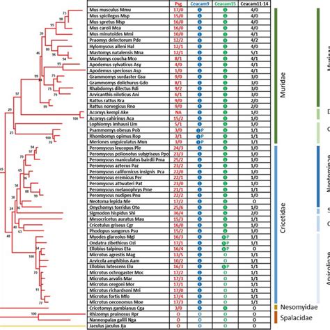 Pdf Two Waves Of Evolution In The Rodent Pregnancy Specific