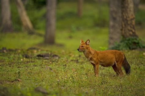 Definitive Guide To Dhole Facts Habitat Conservation Status Zoo