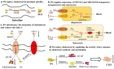Phytosterols Physiological Functions And Potential Application Pmc