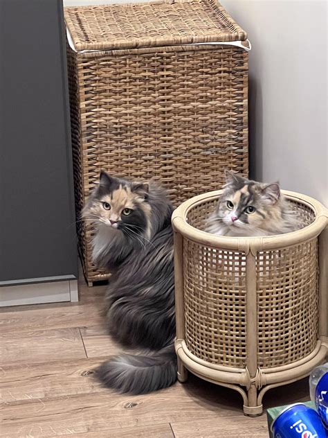 Caution Cats In Plotting Mode Rcalicokittys