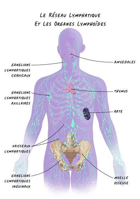 Comprendre Lanatomie Du Système Immunitaire Et Du Réseau Des Ganglions
