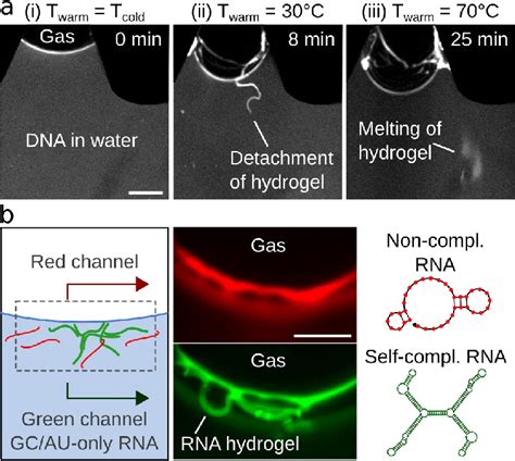 Sequence Selective Gelation Of Rna And Dna Fluorescence Microscopy Of