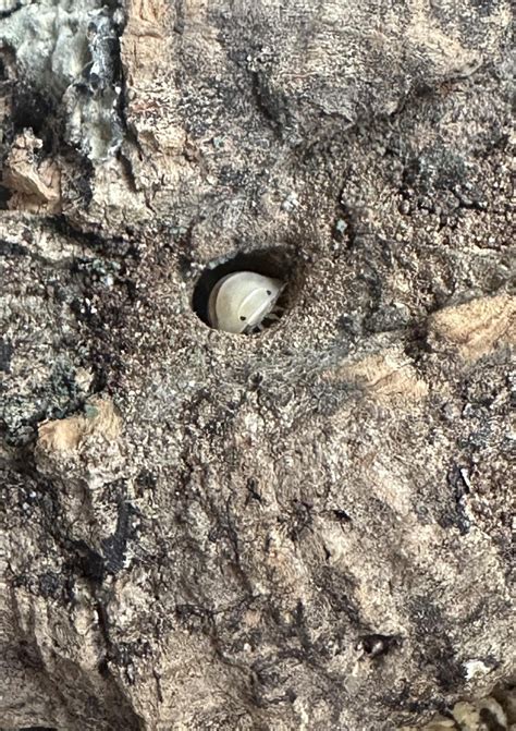 Mosquito Bits In The Netherlands R Isopods