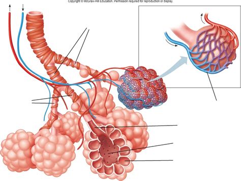 Lung Anatomy Alveoli