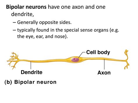Nervous System Ppt Download
