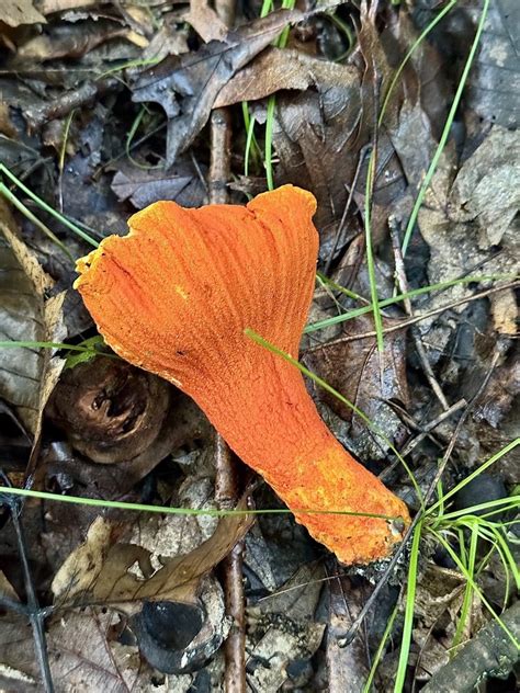 Featured Fungus Hypomyces Lactifluorum — Prairie States Mushroom Club