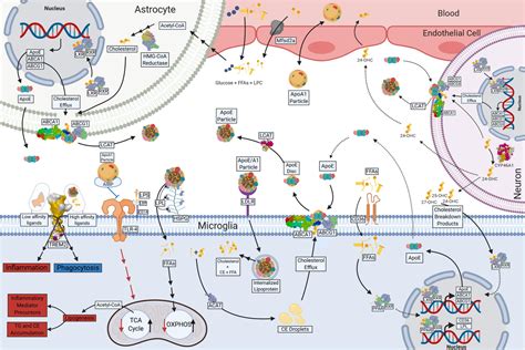 Frontiers Lipid And Lipoprotein Metabolism In Microglia