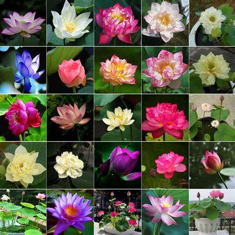 Lotus Flower Colors