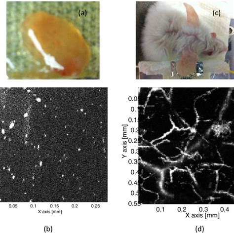 Photos Of Mouse Bladder Ex Vivo A And Mouse Ear In Vivo C Maps On Download Scientific