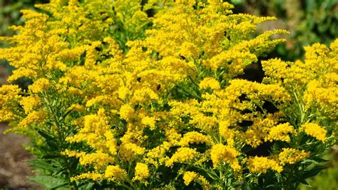 How To Plant Grow And Care For Goldenrod