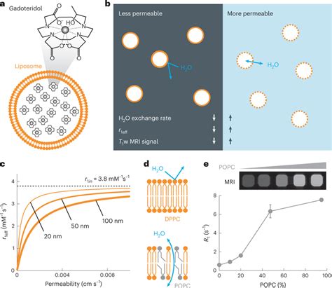 Principle Of Liposomal Nanoparticle Reporters A Lisnrs Are Formulated