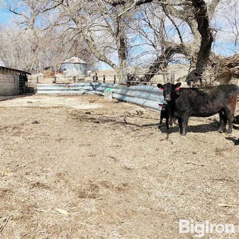 2 Black Bred 10 Yo Pairs And 2 Black Bred 10 Yo Cows Bid Per Pair
