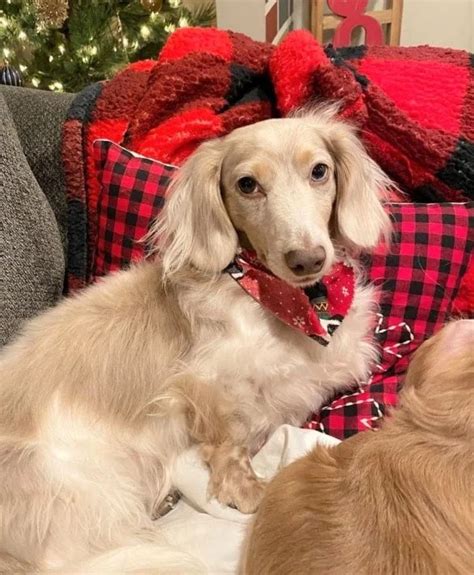 20 Dachshund Colors Youll Love With Pictures