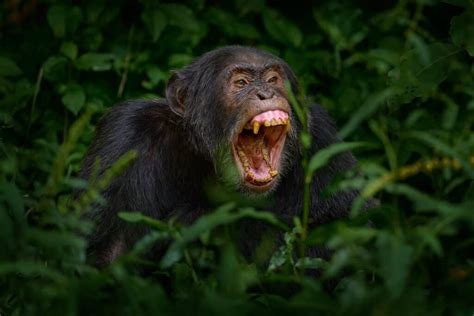 Will A Chimpanzee Attack A Human