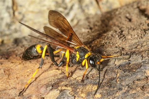 Mud Dauber Wasp Removal By Rose Pest Solutions