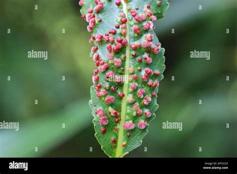 Disease Of Salix Leaves Close Up Damage To Gall Mites Aculus